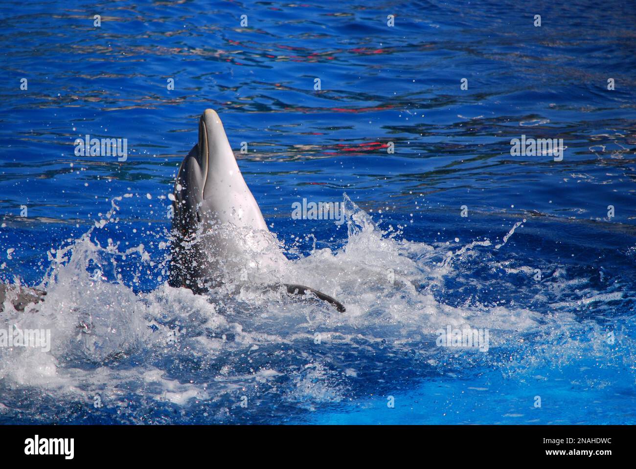 Cheerful dolphin swim. play and dancing in the pool. Zoo Madrit Spain ...
