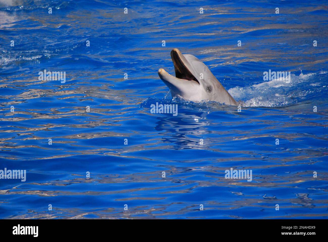 Cheerful dolphins swim, play and dancing in the pool. Zoo Madrit Spain ...
