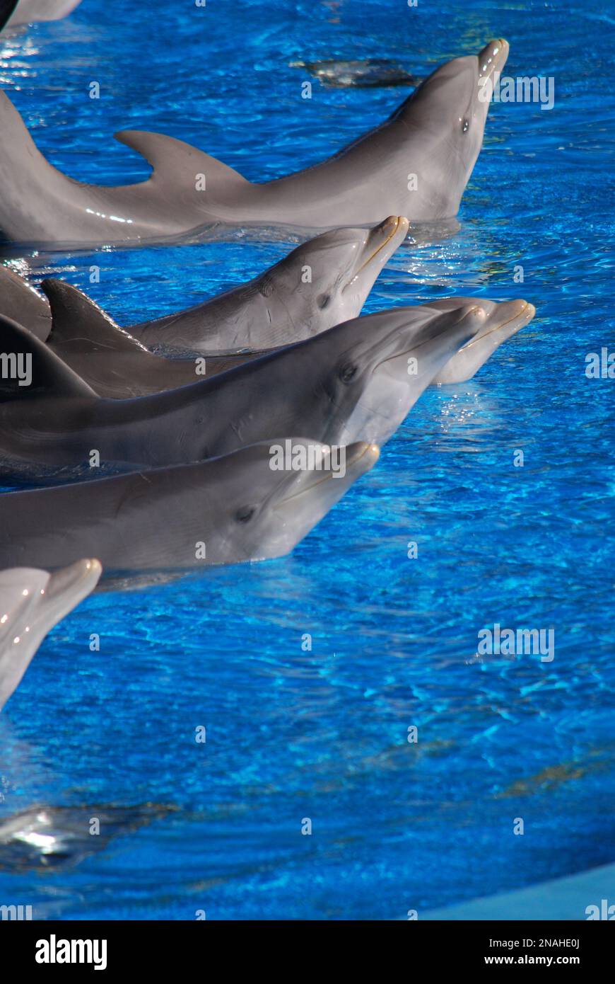 Cheerful dolphins swim, play and dancing in the pool. Dolphins show ...