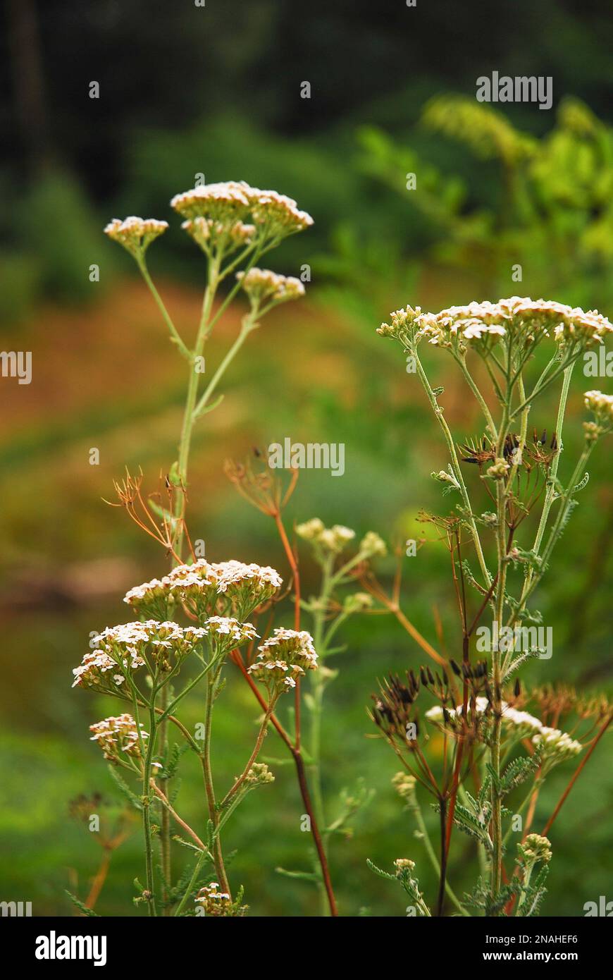 The white flowers of the yarrow bloom in the wild meadow. Achillea ...