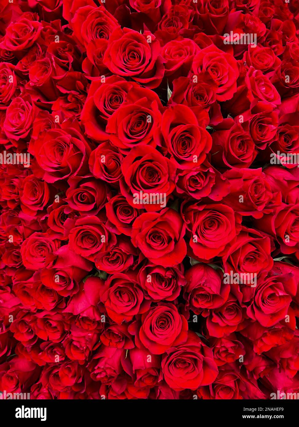 Large red bouquet hi-res stock photography and images - Alamy