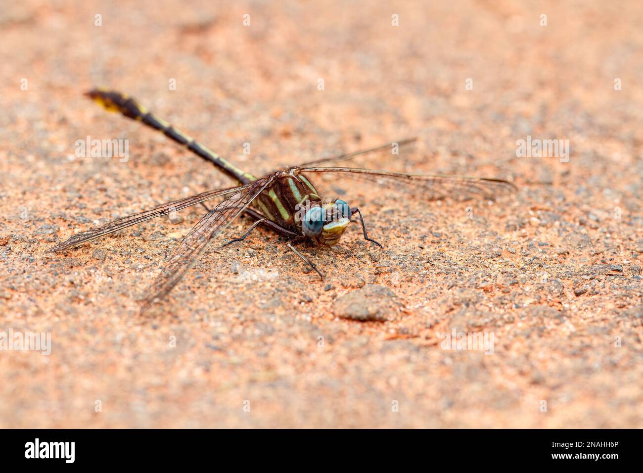 Dragonfly with wings spread hi-res stock photography and images - Alamy