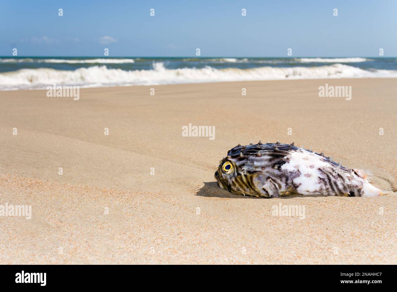 Puffer Fish Out Of Water at Jeramy Phillip blog