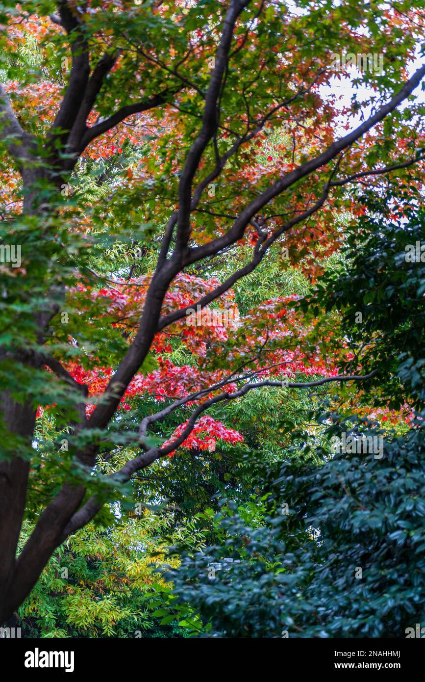 Tokyo National Museum, Ueno Stock Photo - Alamy