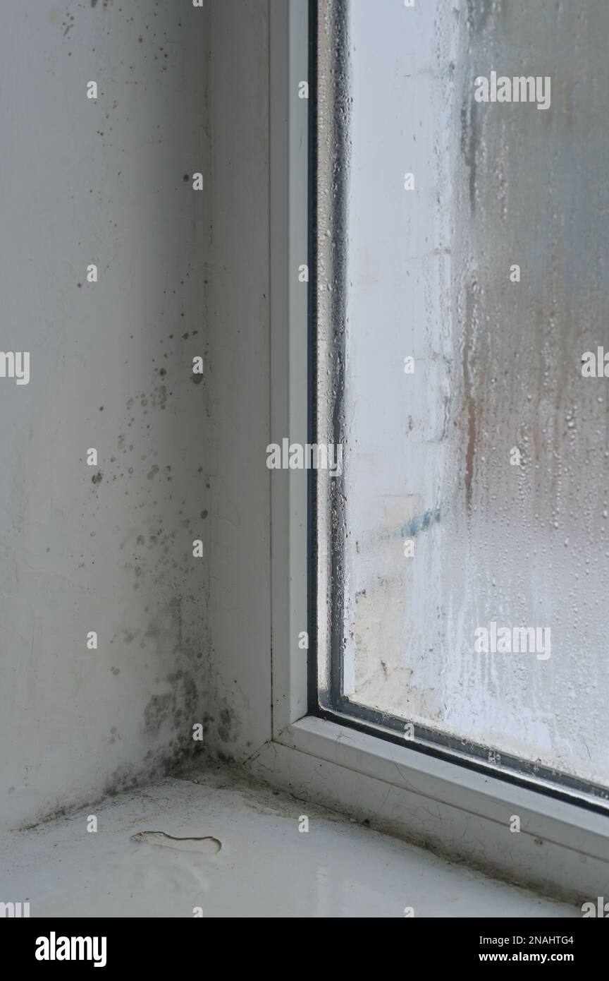 due to the increased humidity of the window, black mold appears on the ...