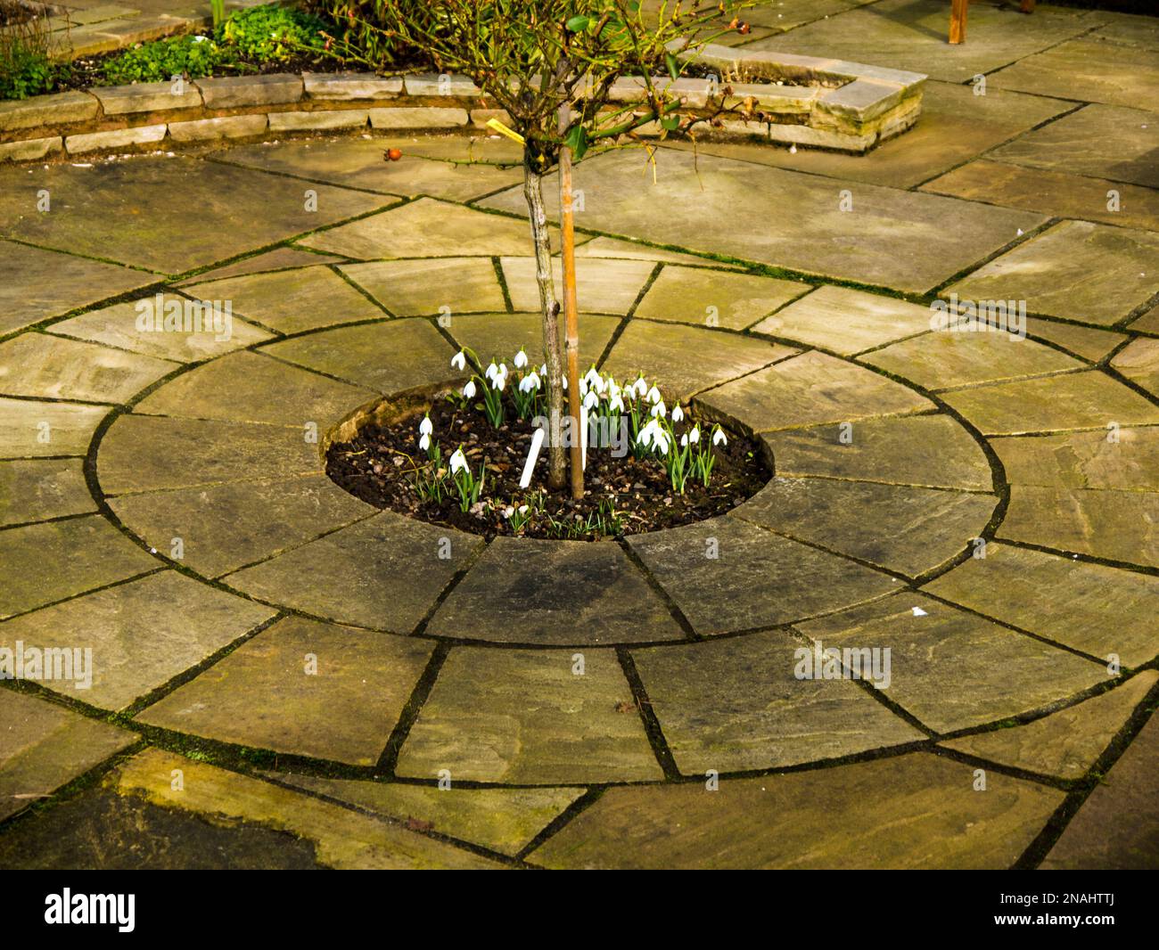Paved Garden wiith a circular feature with a small bush and a grouping ...