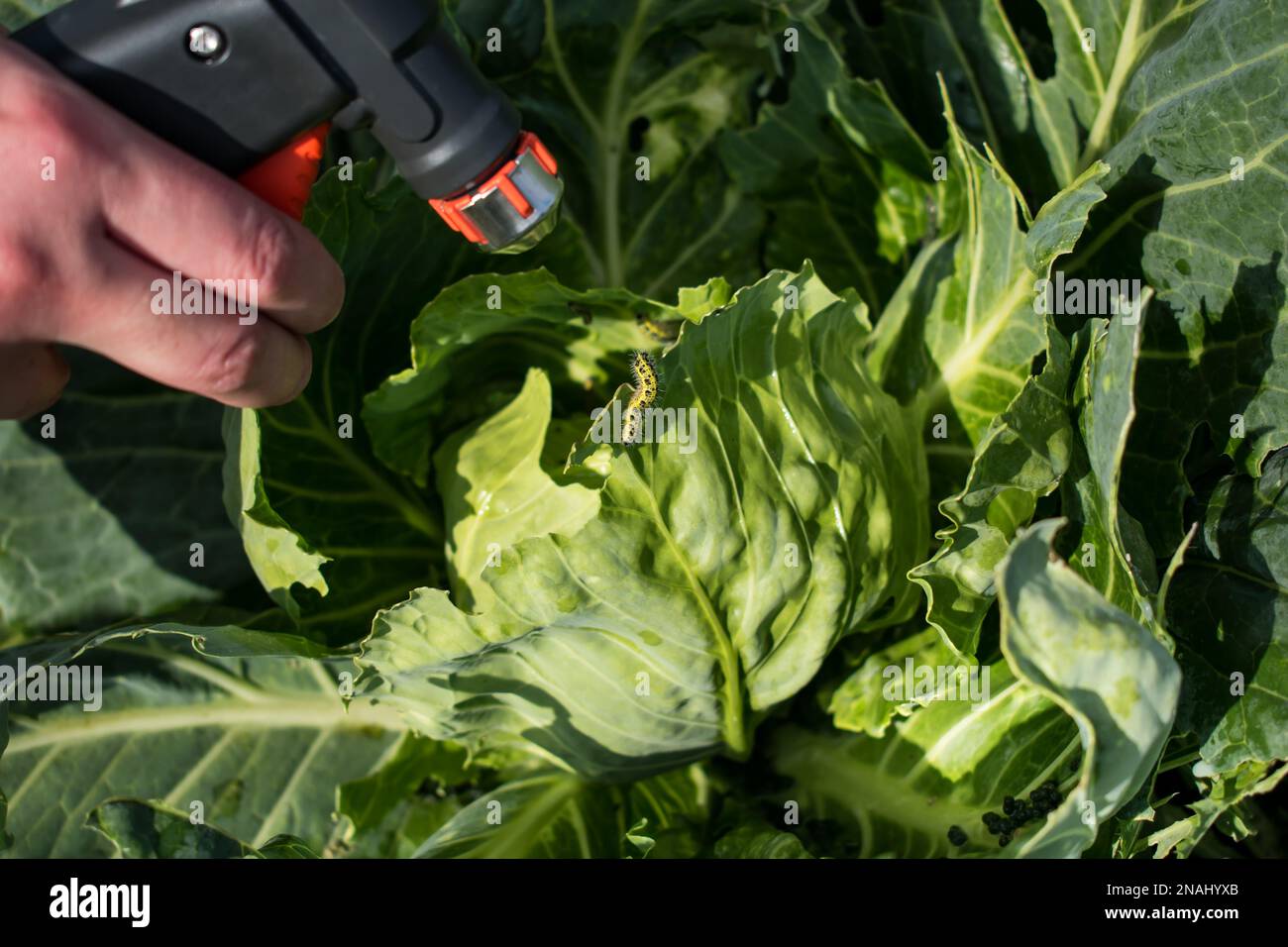 Natural cabbage treatment, spraying a natural mixture on the foliage to ...