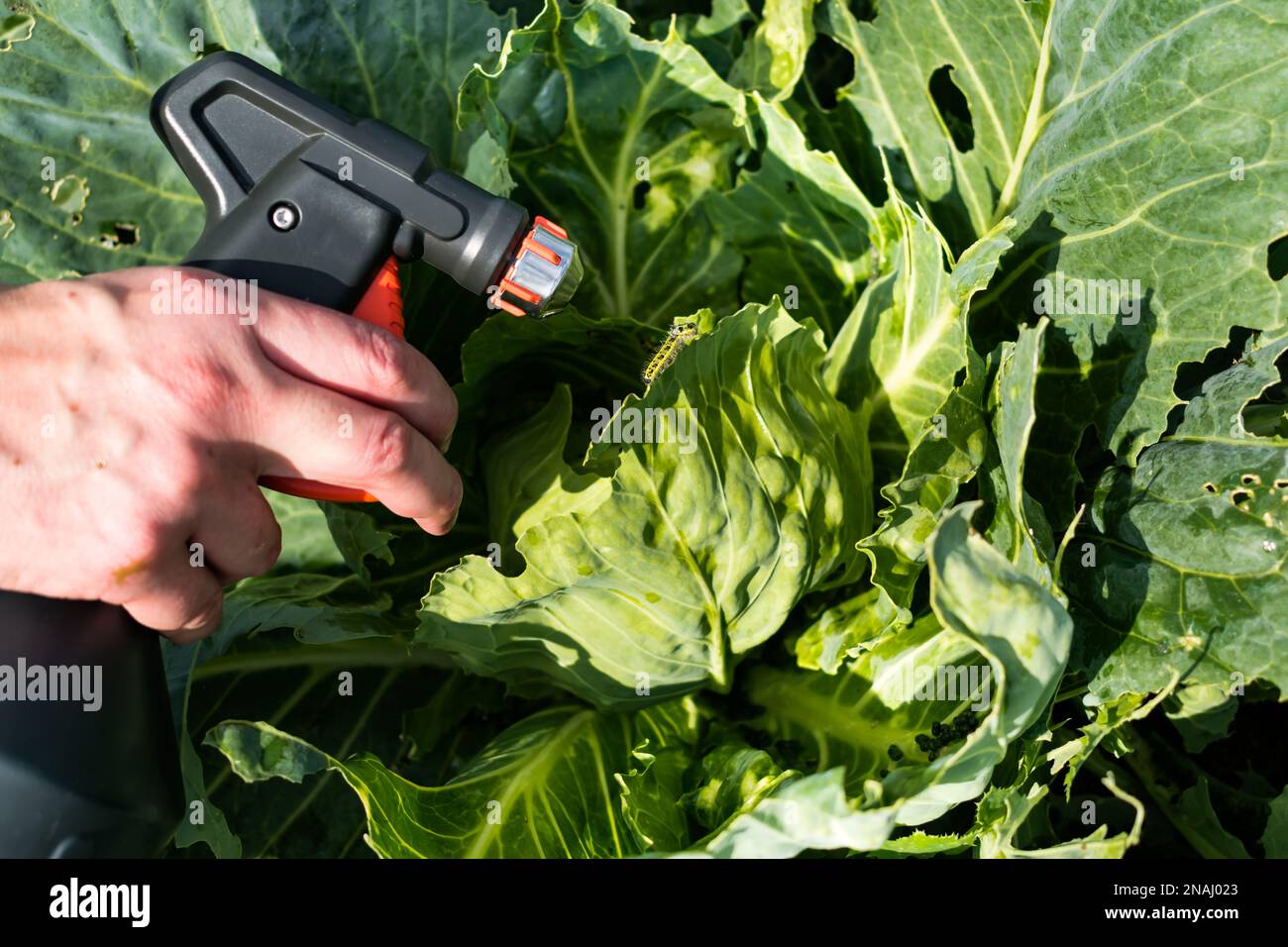 Natural cabbage treatment, spraying a natural mixture on the foliage to ...
