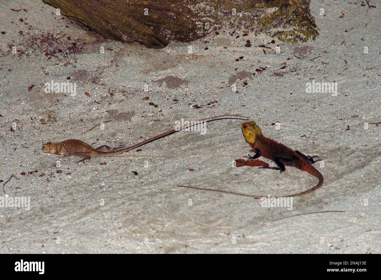 Calotes versicolor, Verschiedenfarbige Schönechse, Blutsaugeragame ...