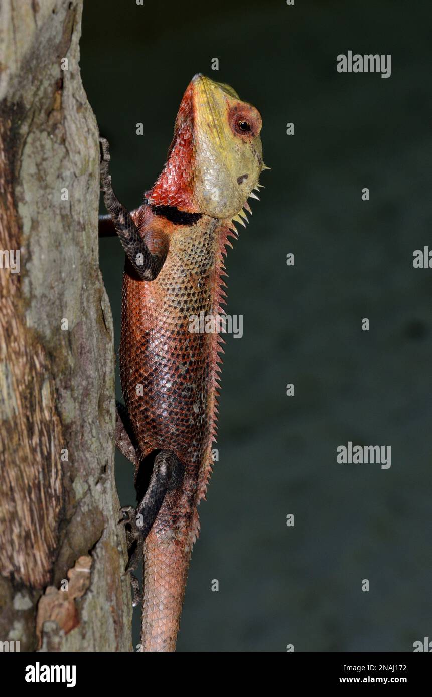 Calotes versicolor, Verschiedenfarbige Schönechse, Blutsaugeragame ...