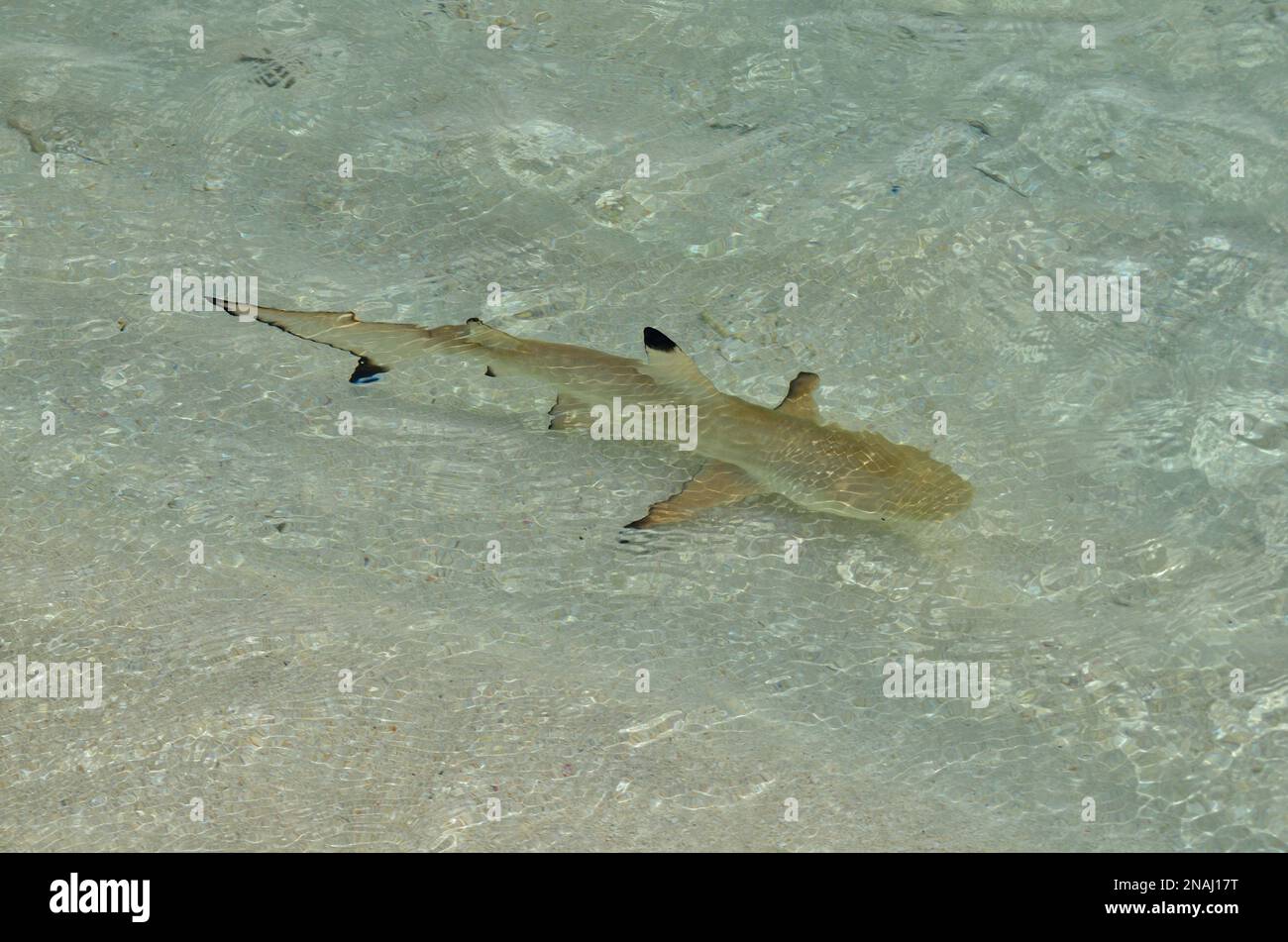 Carcharhinus melanopterus, Schwarzspitzen-Riffhai, blacktip reef shark ...