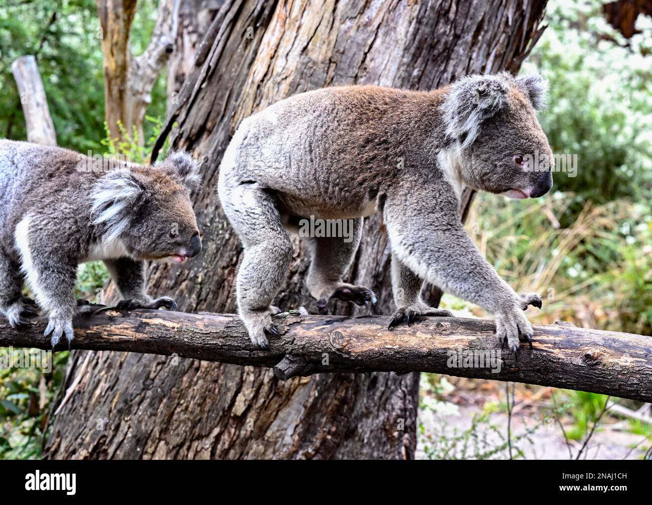 Sweden's Crown Princess Victoria and Prince Daniel visit a koala ...