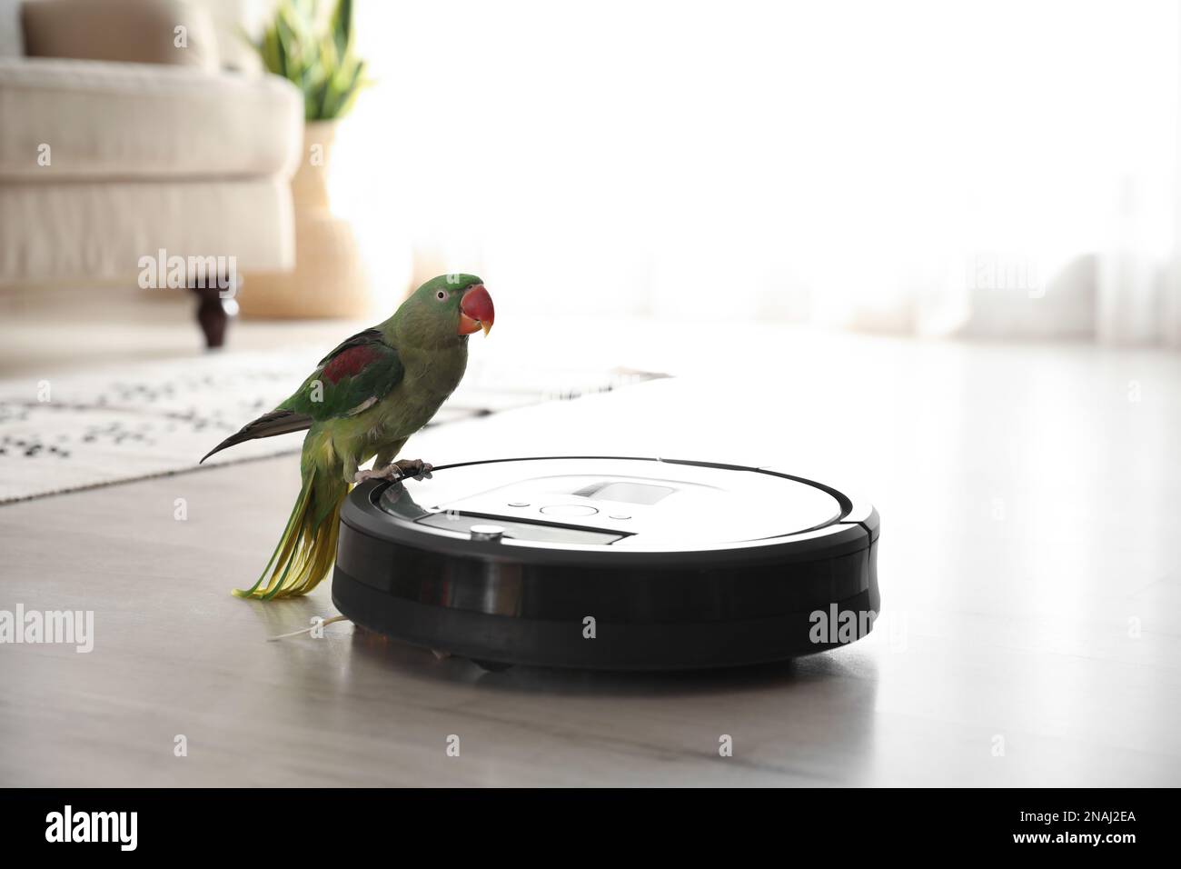 Modern robotic vacuum cleaner and Alexandrine parakeet on floor indoors ...