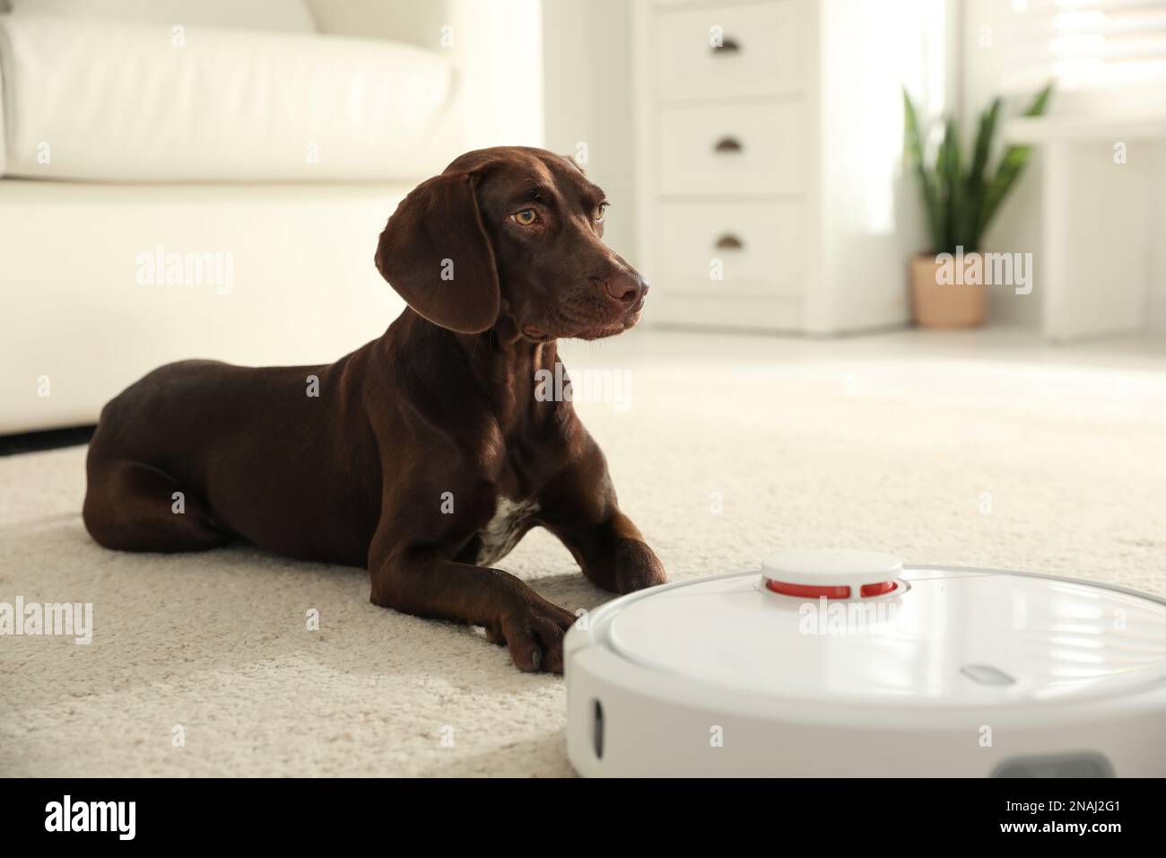 Modern robotic vacuum cleaner and German Shorthaired Pointer dog on ...