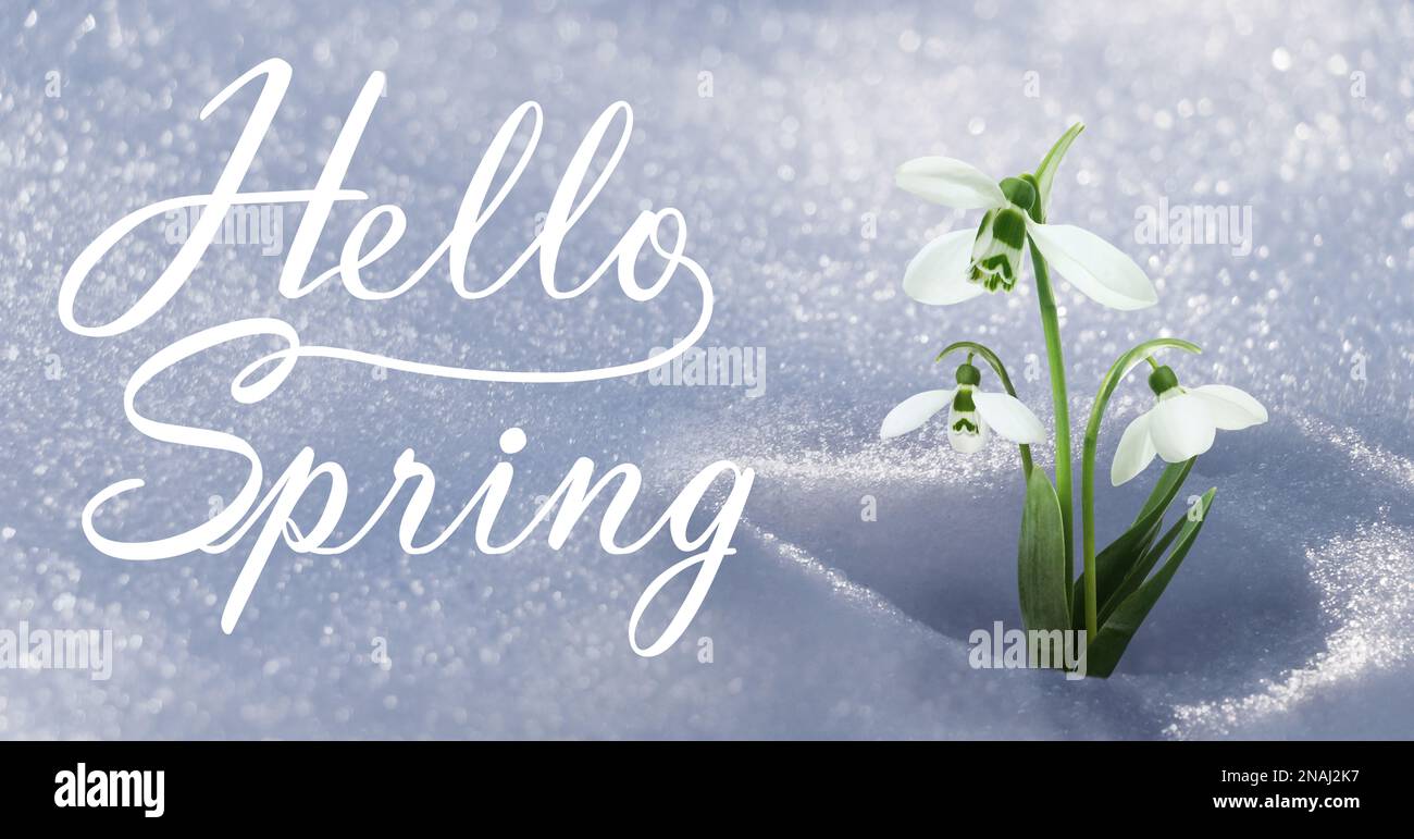 Hello Spring. Beautiful tender spring snowdrops growing through snow ...