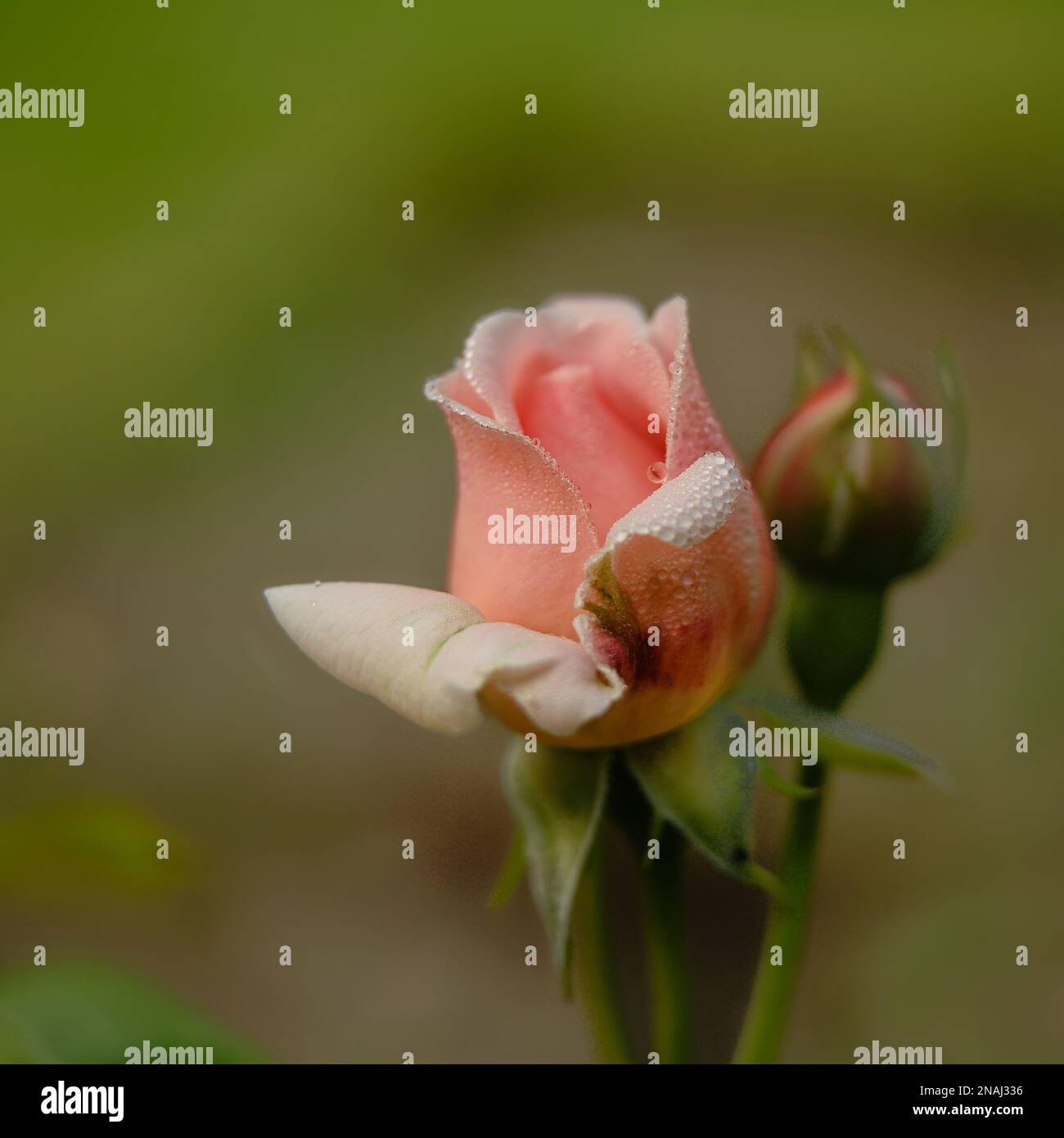 Beautiful bouquet red roses water hi-res stock photography and images ...