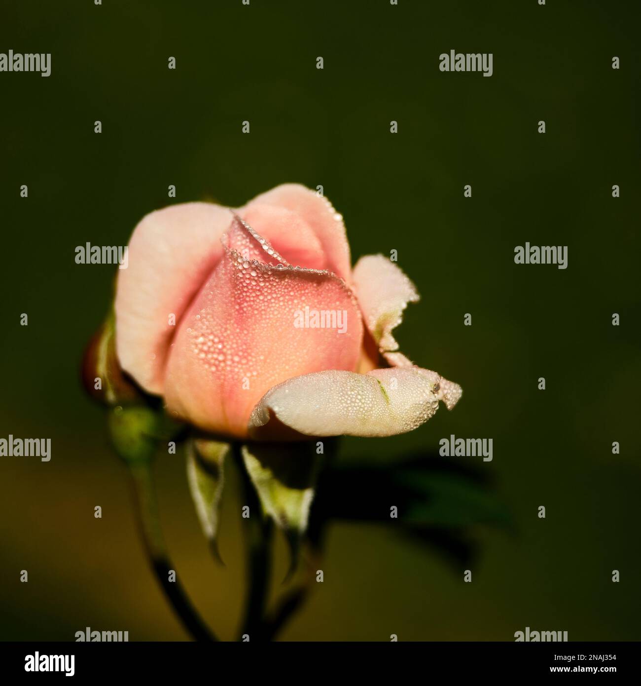 Rose with water droplets Stock Photo - Alamy