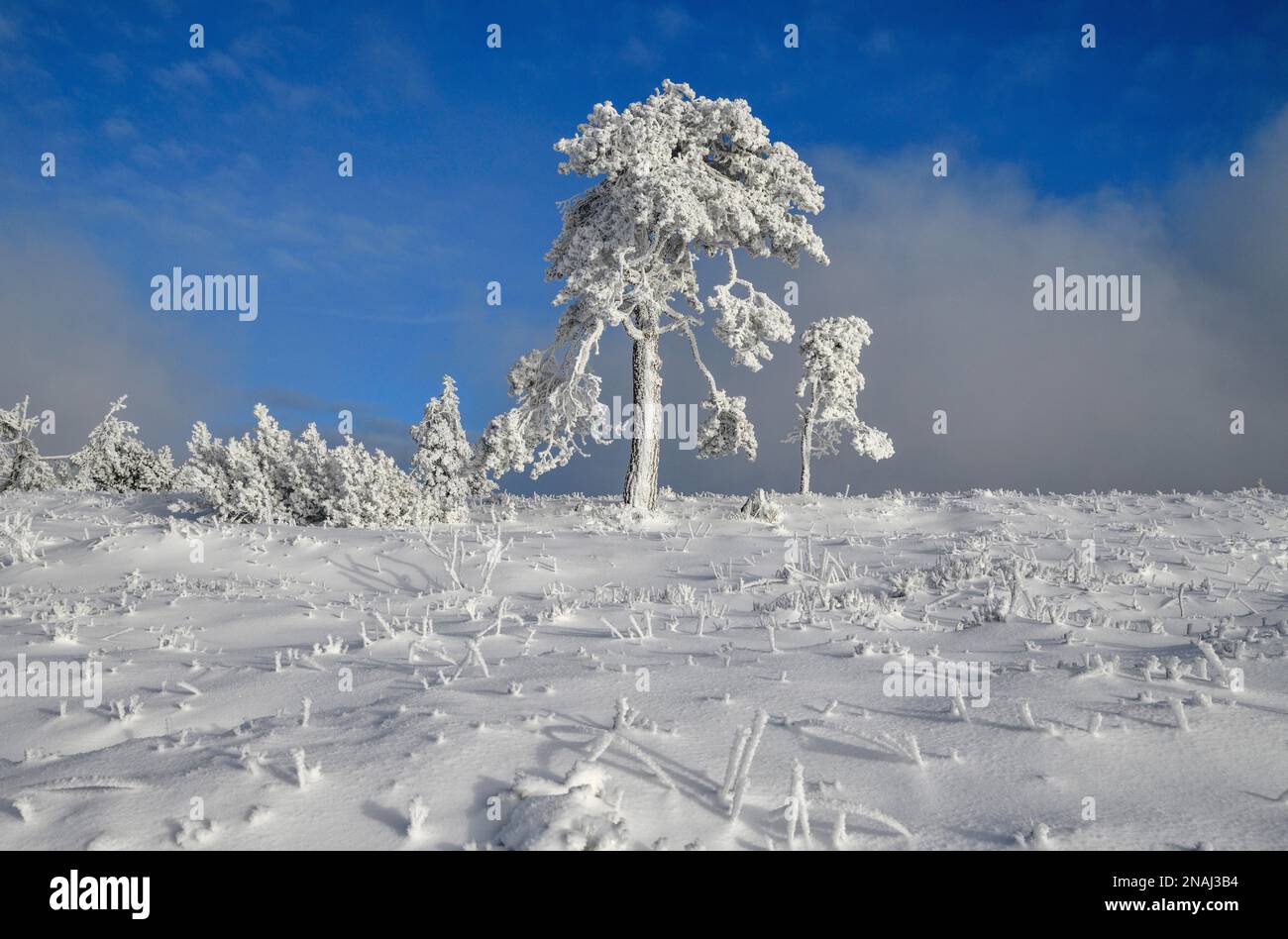 Iced pine near the summit of the Hornisgrinde, near Seebach ...