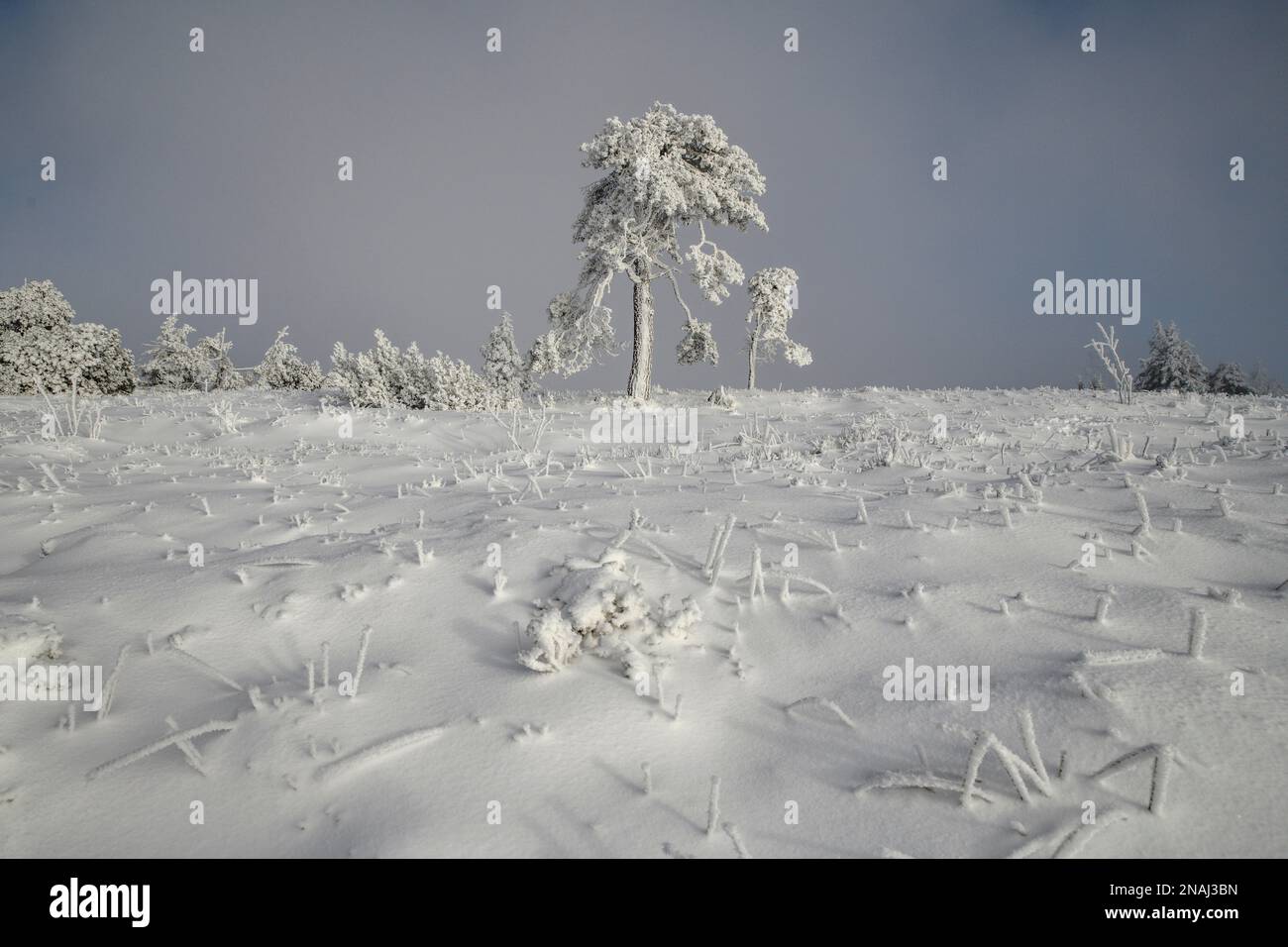 Iced pine near the summit of the Hornisgrinde, near Seebach ...