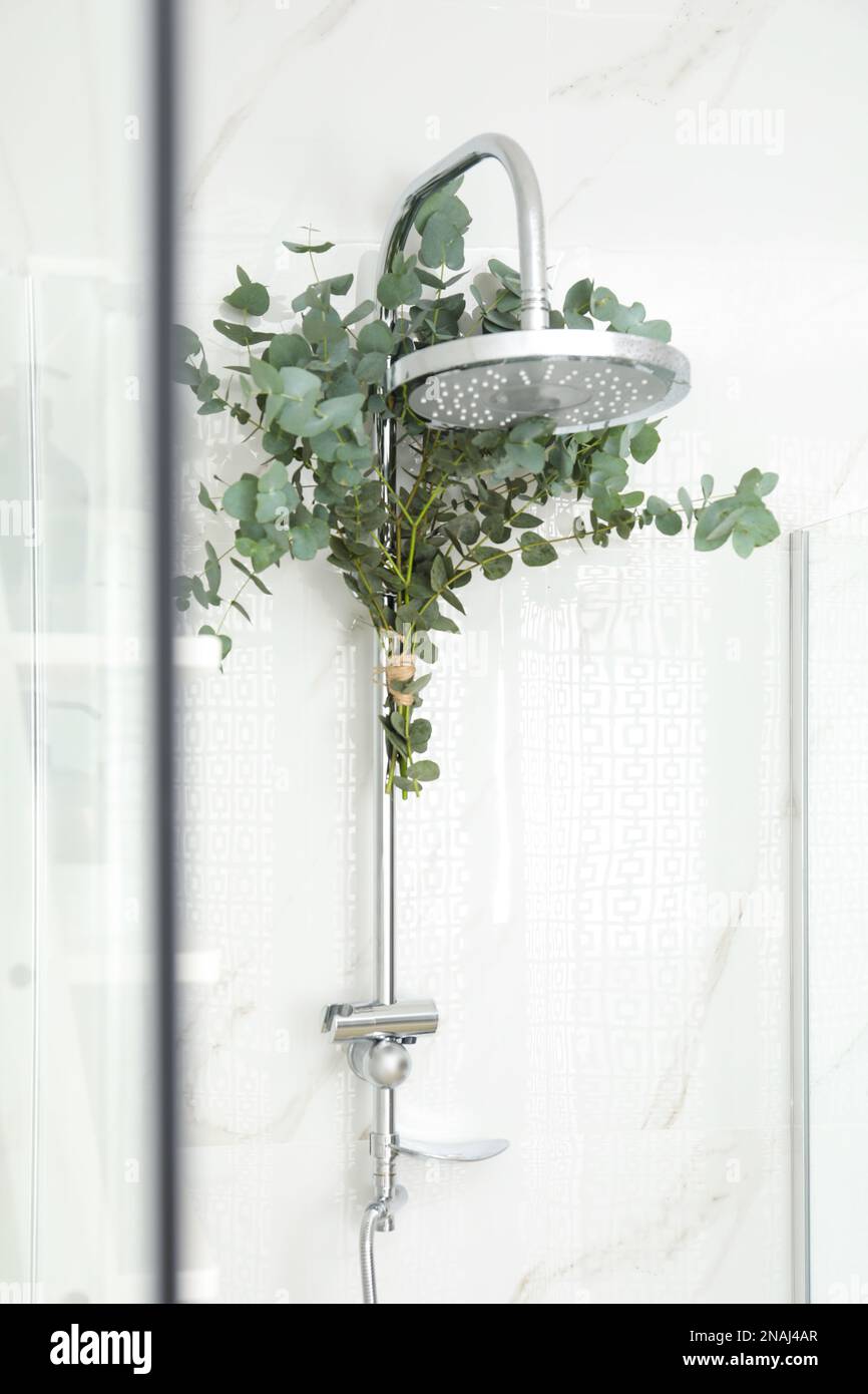 Branches with green eucalyptus leaves in shower Stock Photo - Alamy