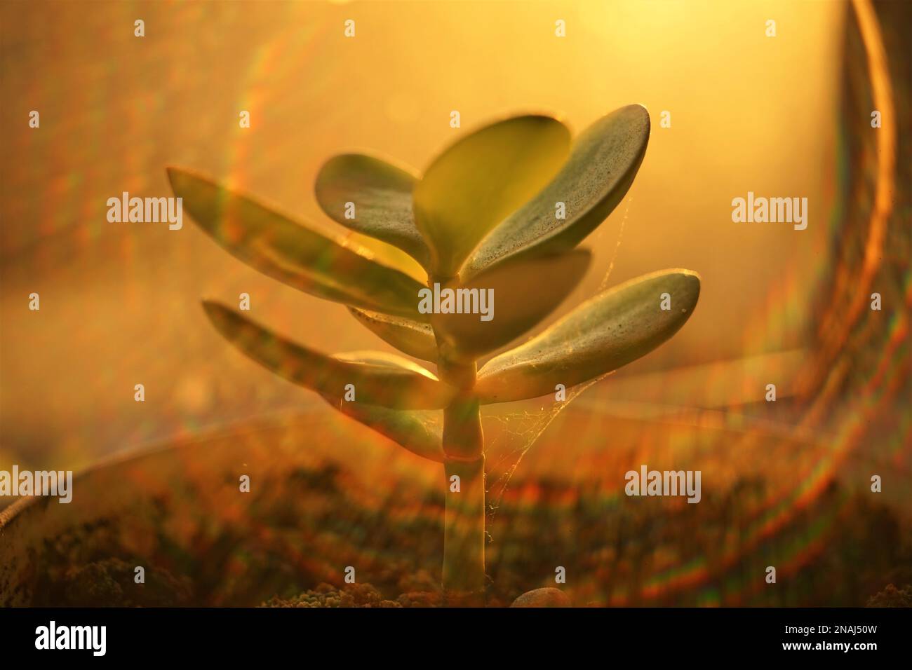 Young sprout money tree in sun rays. Crassula flower closeup Stock ...