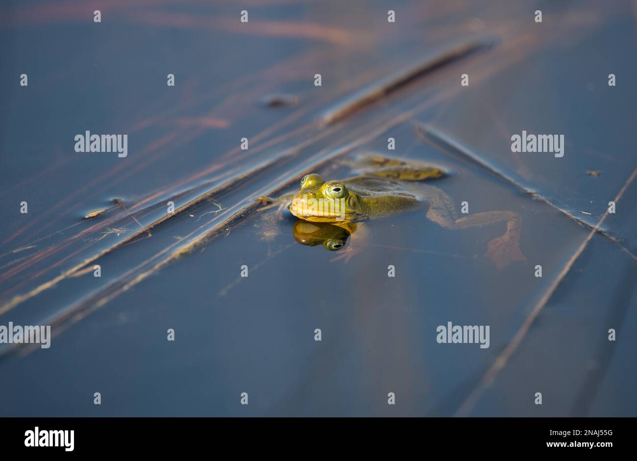 Pool frog (Pelophylax lessonae), swimming and reflected in the water ...