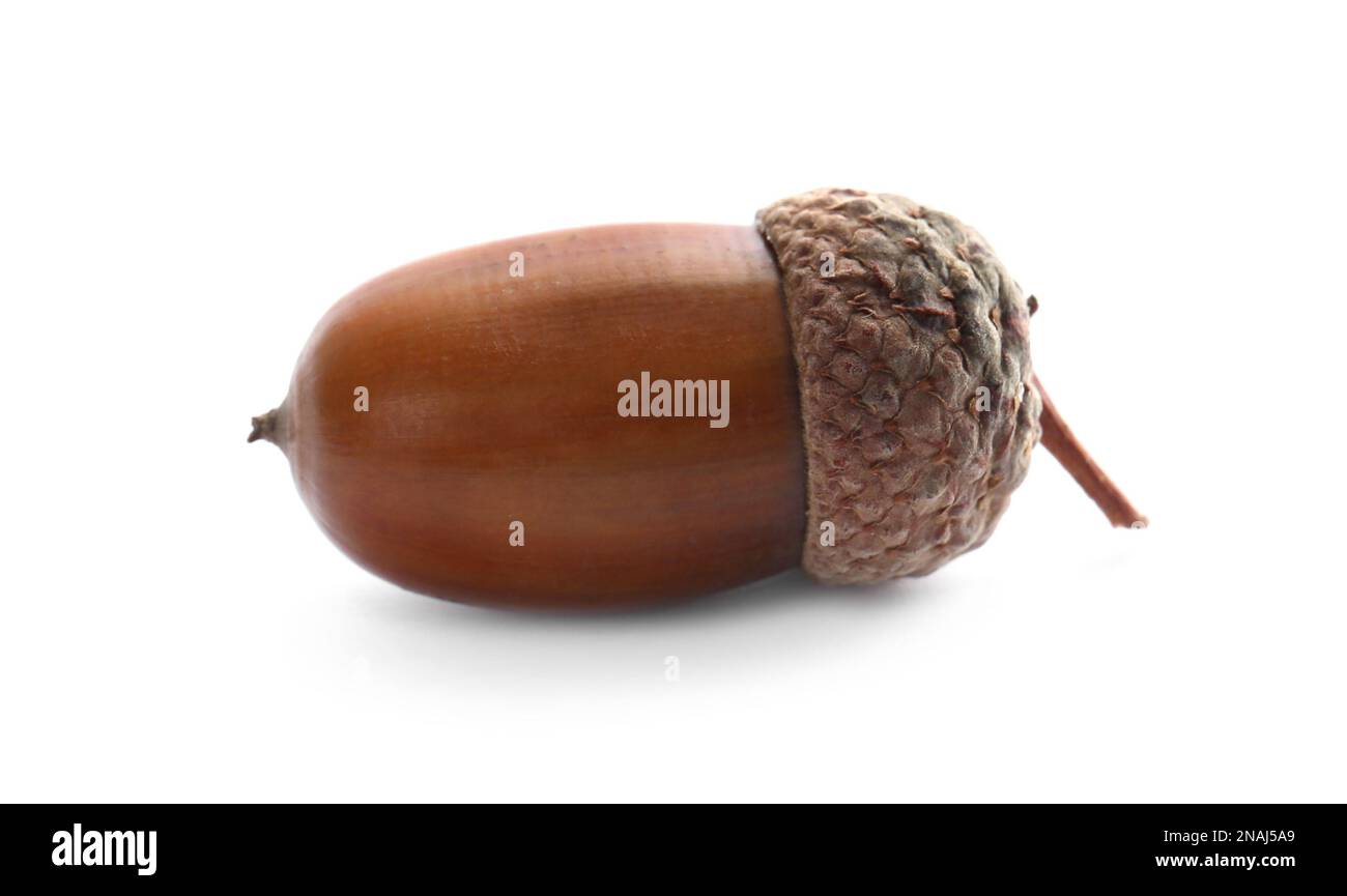 Beautiful brown acorn on white background. Oak nut Stock Photo - Alamy