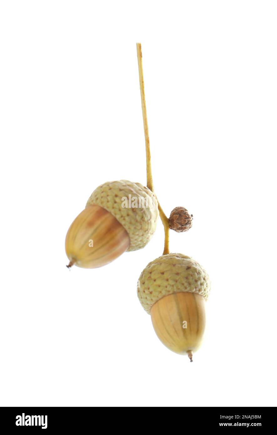 Oak twig with acorns on white background Stock Photo - Alamy