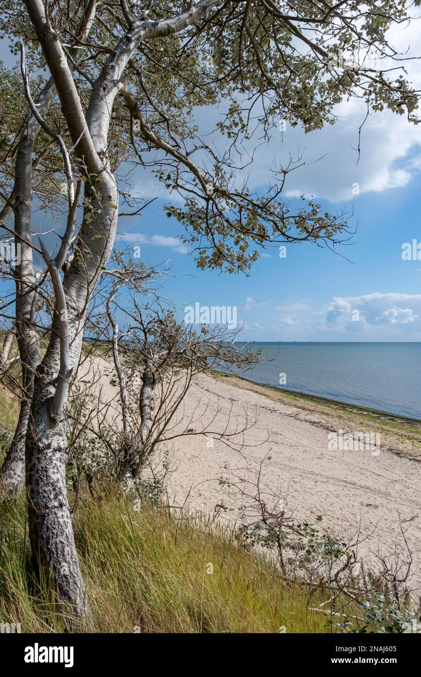 Beach near Hedehusum, Utersum, North Sea Island Foehr Stock Photo - Alamy