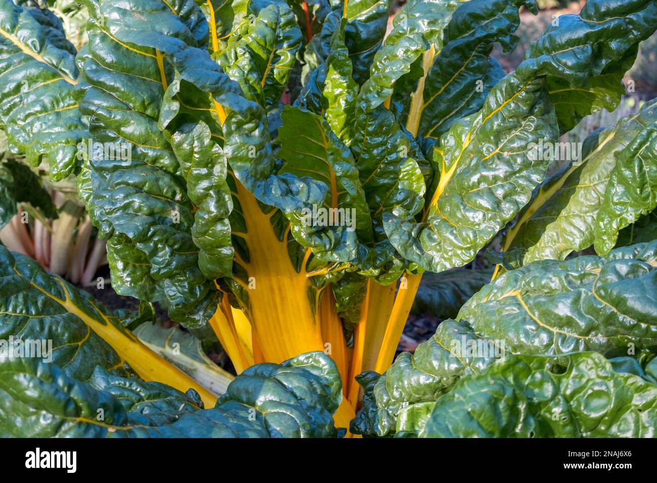 Chard greens hi-res stock photography and images - Alamy