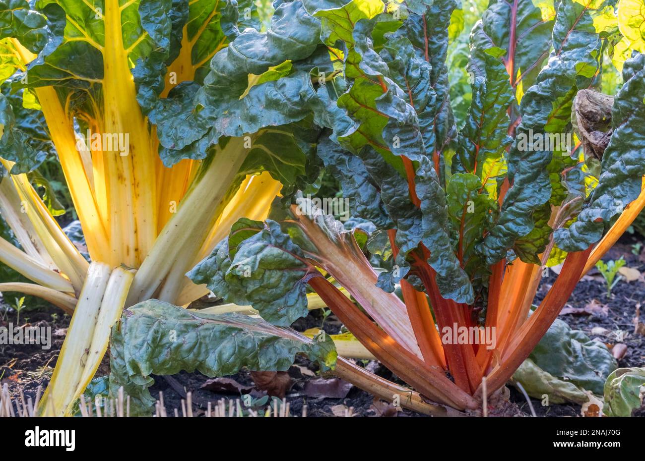 Beetroot (Beta vulgaris subsp. vulgaris Stock Photo - Alamy