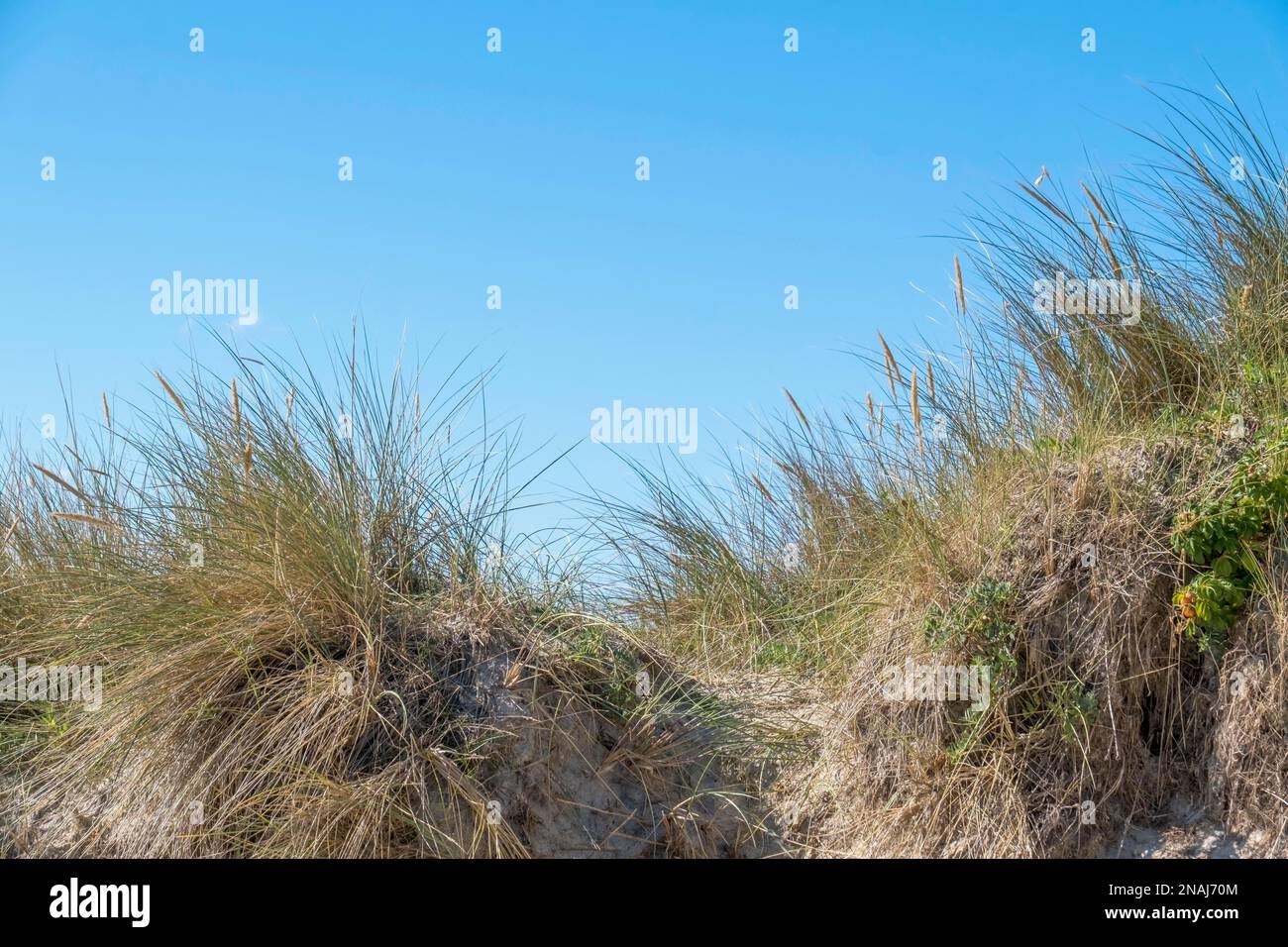 European marram grass (Ammophila arenaria) or common beach grass Stock ...