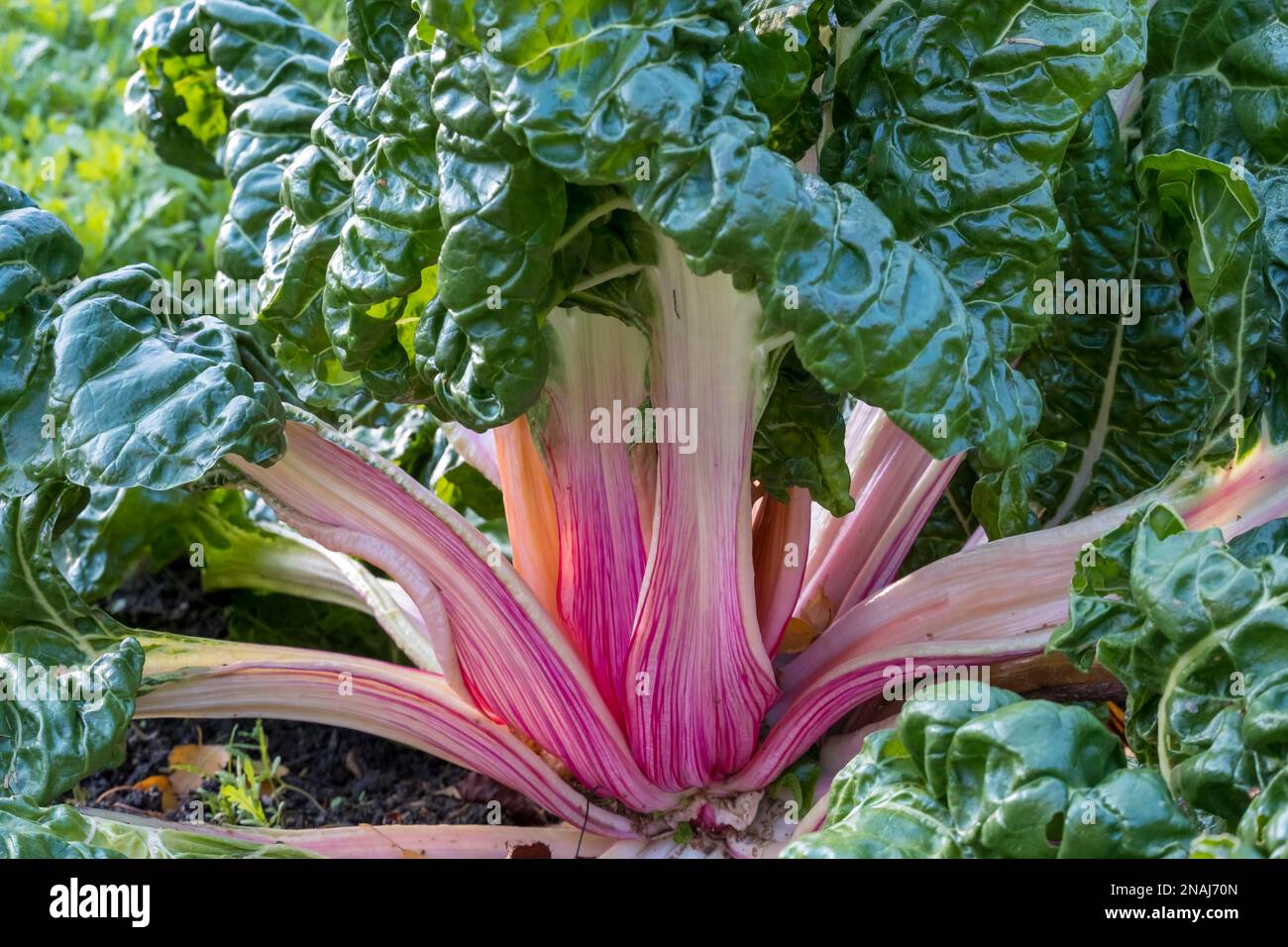 Chard greens hi-res stock photography and images - Alamy