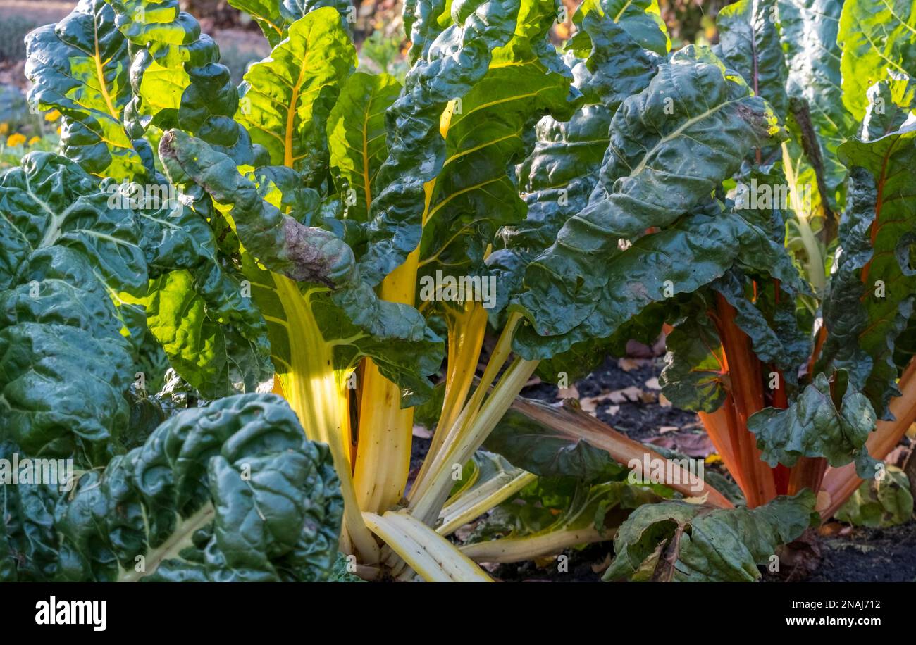 Chard greens hi-res stock photography and images - Alamy