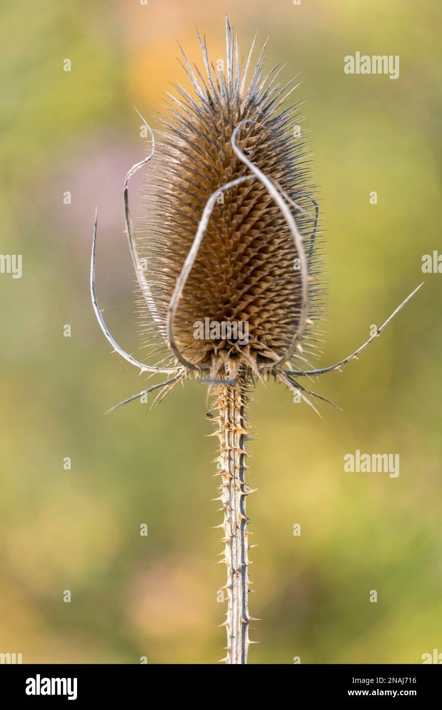 Wild teasel (Dipsacus fullonum), seed head Stock Photo - Alamy