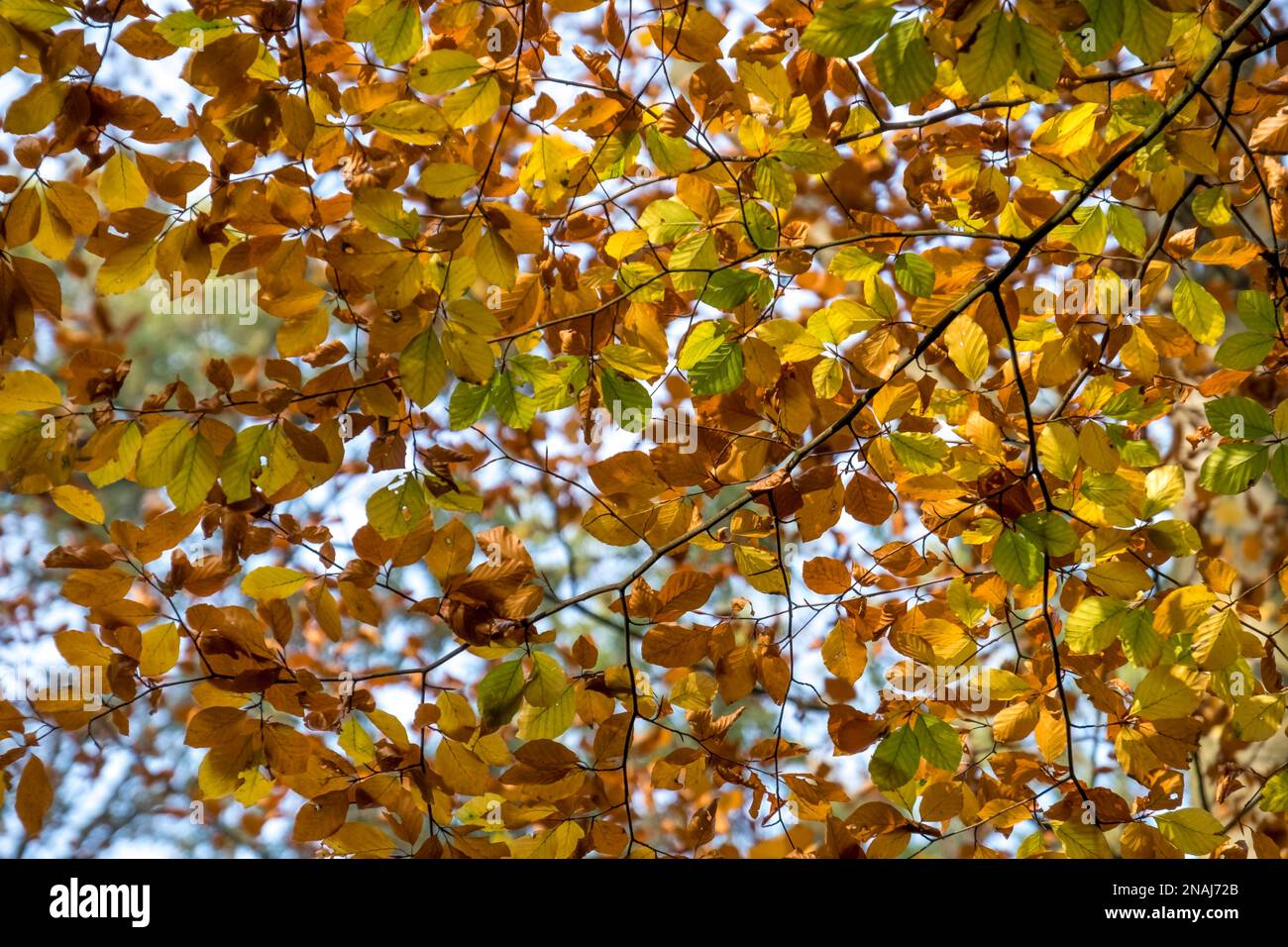Beech colorful branches hi-res stock photography and images - Alamy