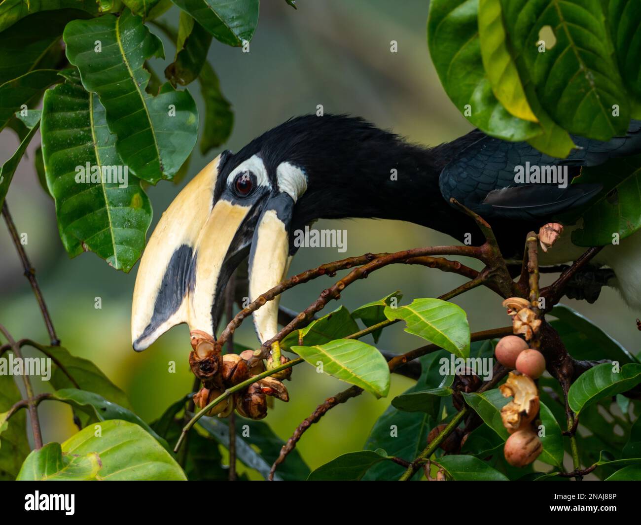 Oriental pied hornbill, Anthracoceros albirostris, a black and white ...