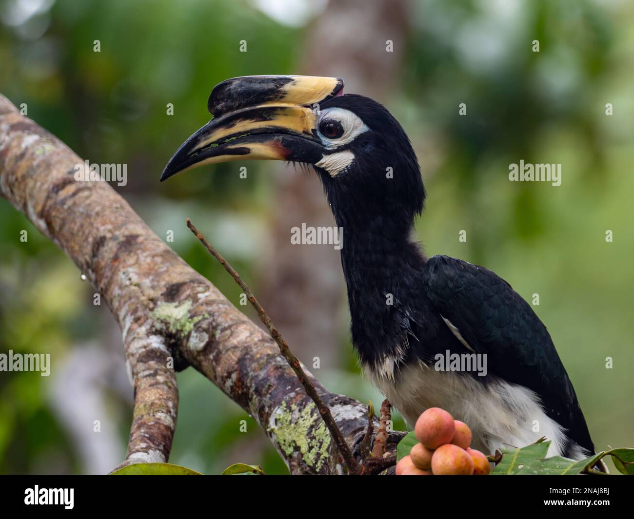National bird of thailand hi-res stock photography and images - Alamy