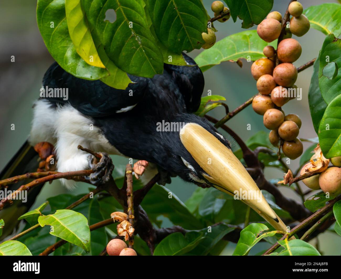 Oriental pied hornbill, Anthracoceros albirostris, a black and white ...