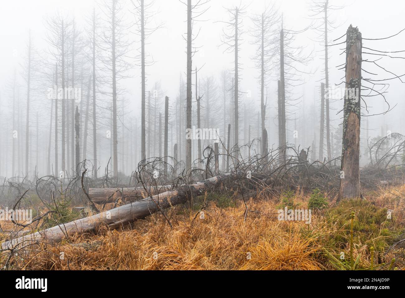 Harz National Park Dead trees in the mist Ghost forest Stock Photo - Alamy