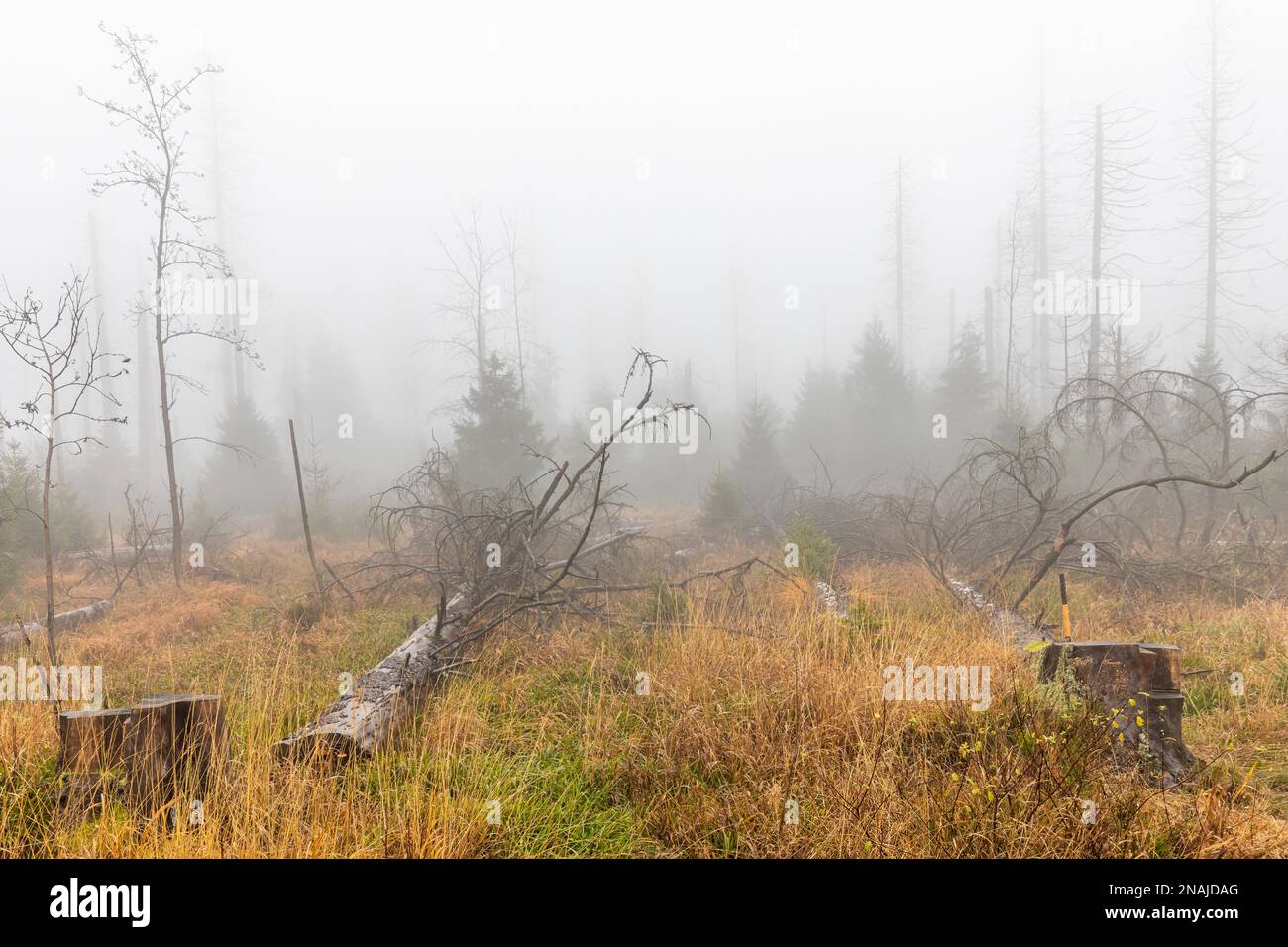 Harz National Park Dead trees in the mist Ghost forest Stock Photo - Alamy