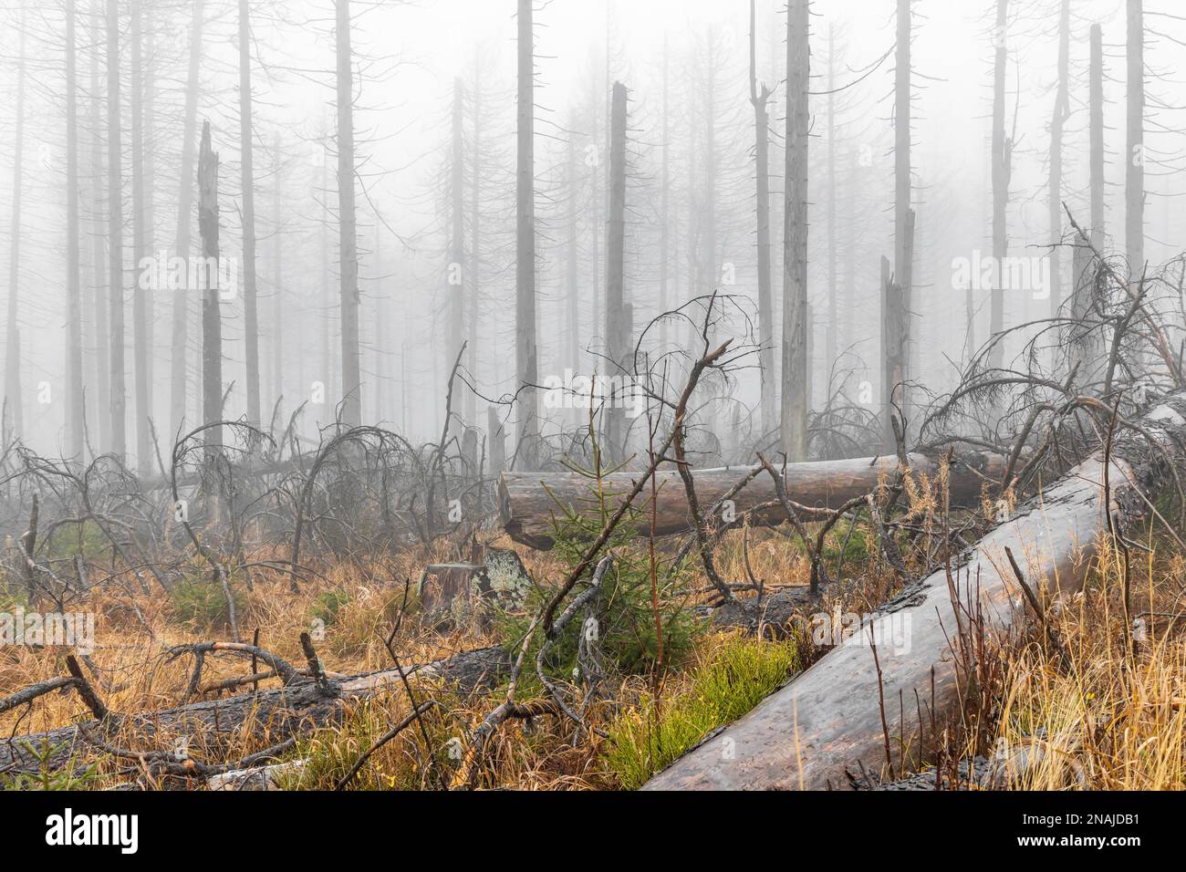 Harz National Park Dead trees in the mist Ghost forest Stock Photo - Alamy