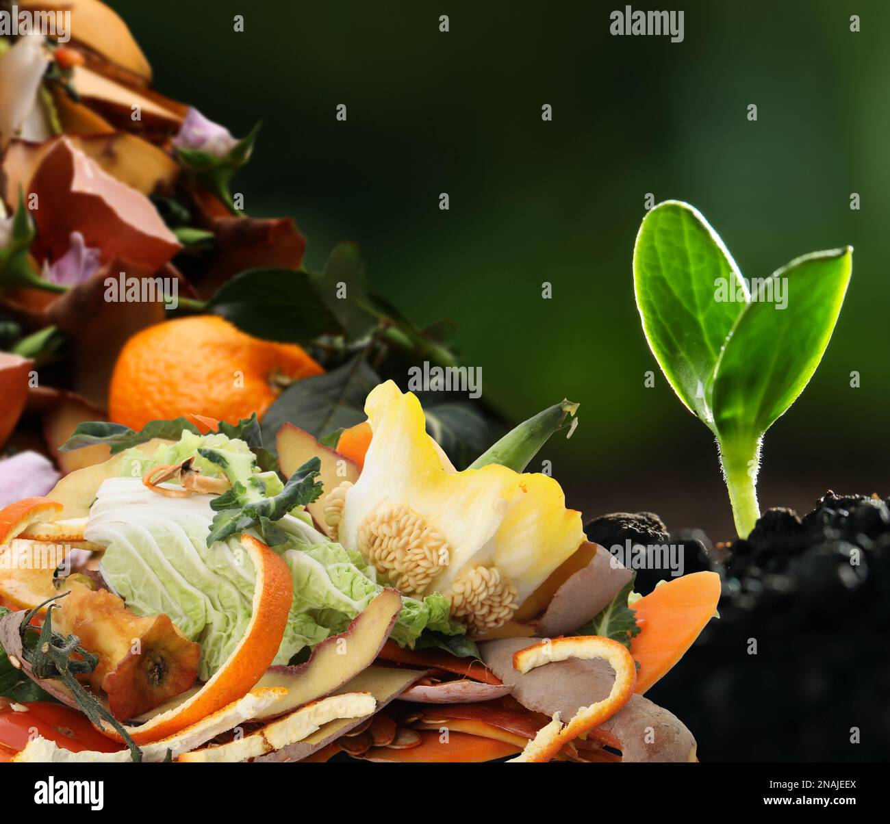 Young seedling and organic waste for composting on soil, closeup ...