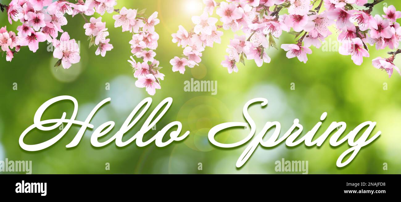 Hello Spring. Tree branches with beautiful flowers outdoors, banner ...