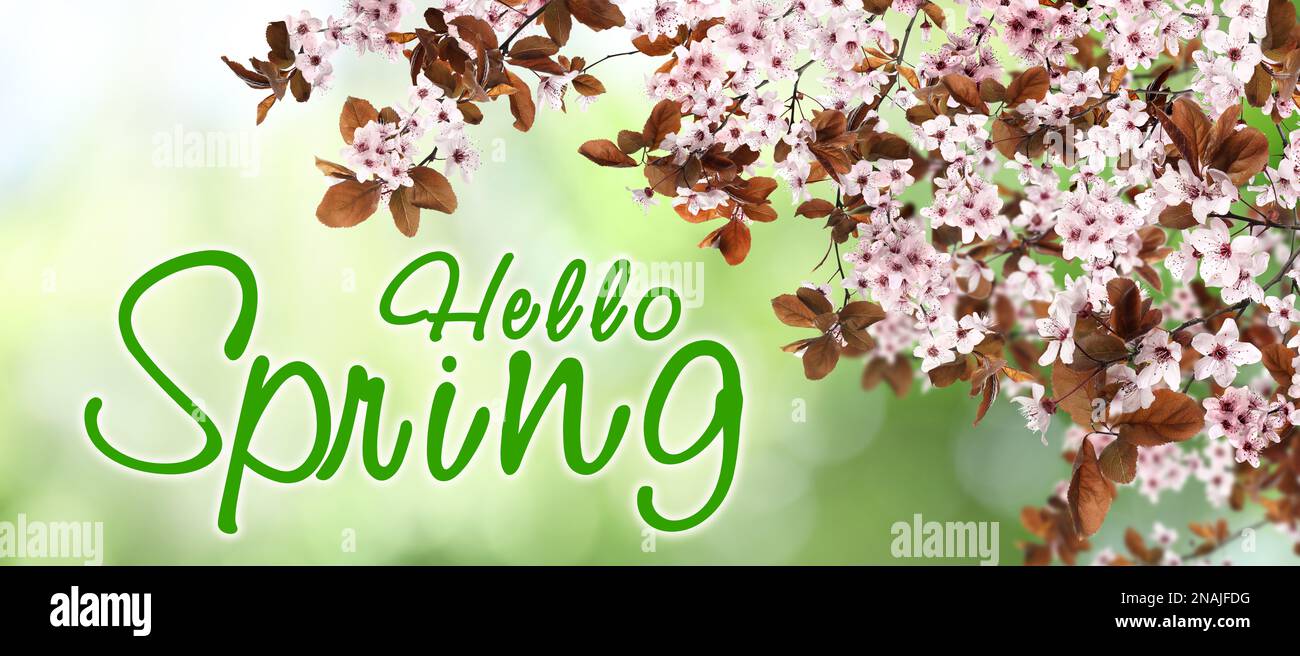 Hello Spring. Tree branches with beautiful flowers outdoors, banner ...