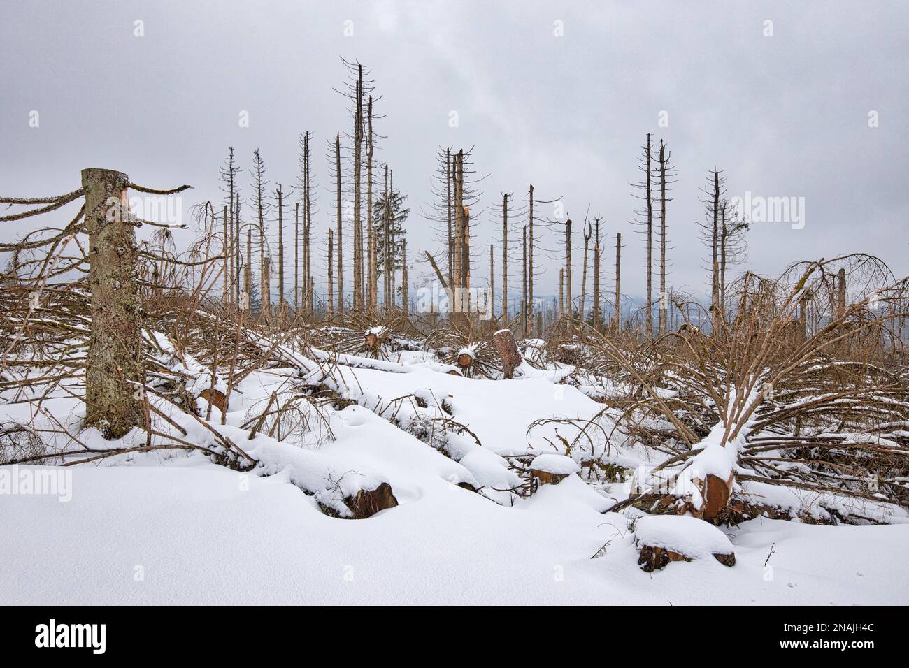 Dying forest in the Harz National Park Stock Photo - Alamy