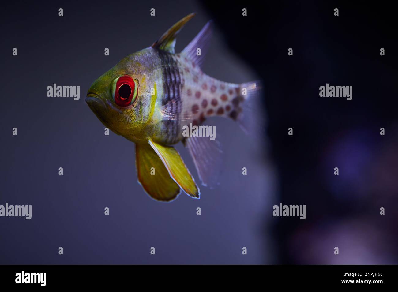 Single Cardinal Fish Swimming Under Water Stock Photo - Alamy