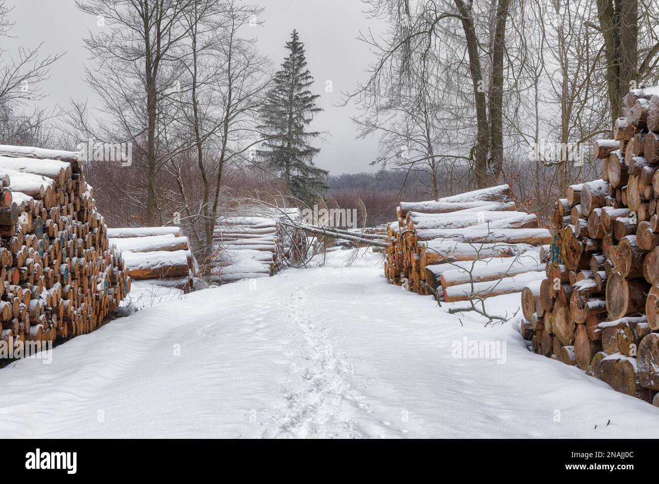 Forest path in winter with wooden poles Stock Photo - Alamy