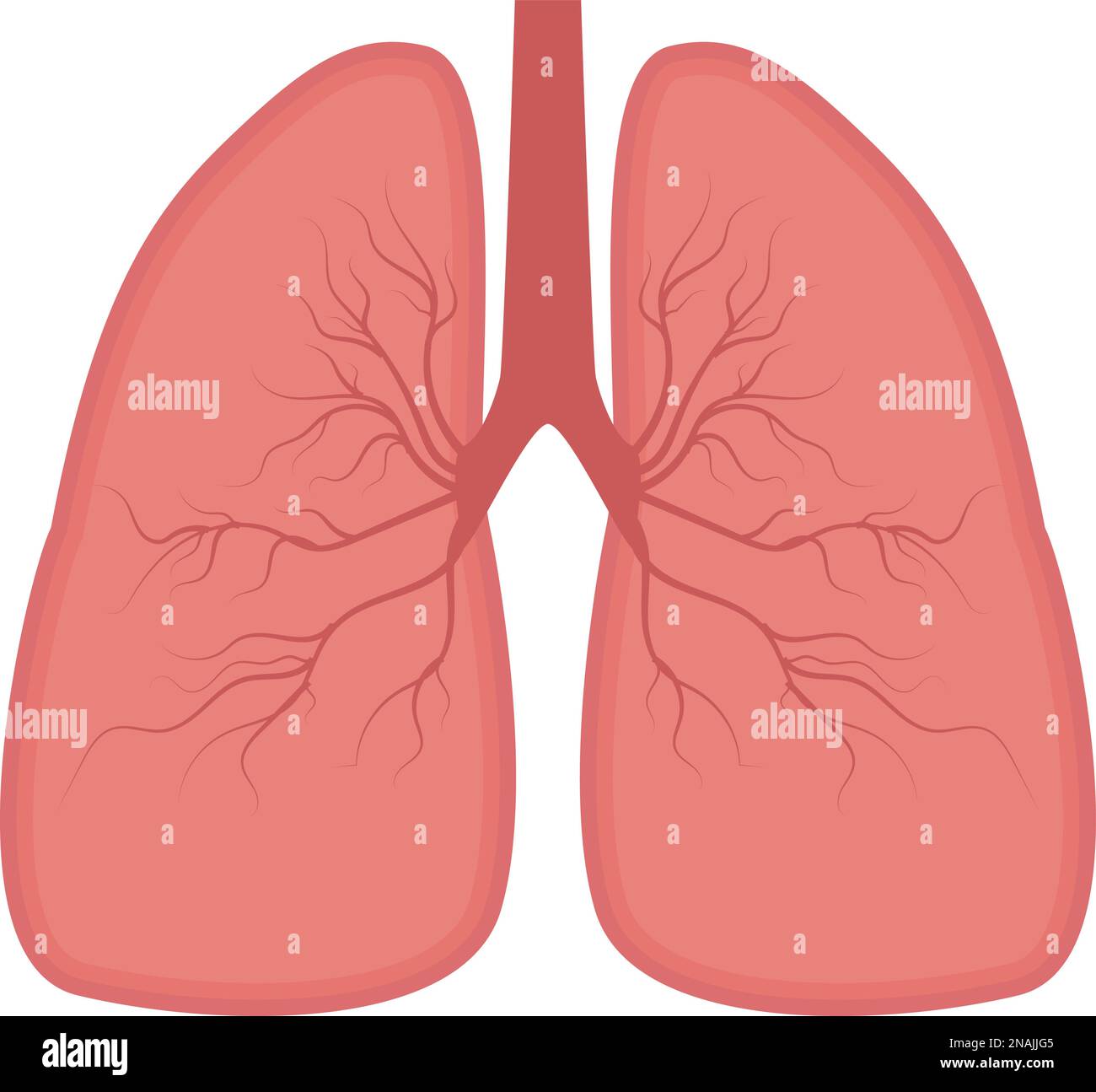 Lungs icon, flat style. Internal organs of the human design element ...
