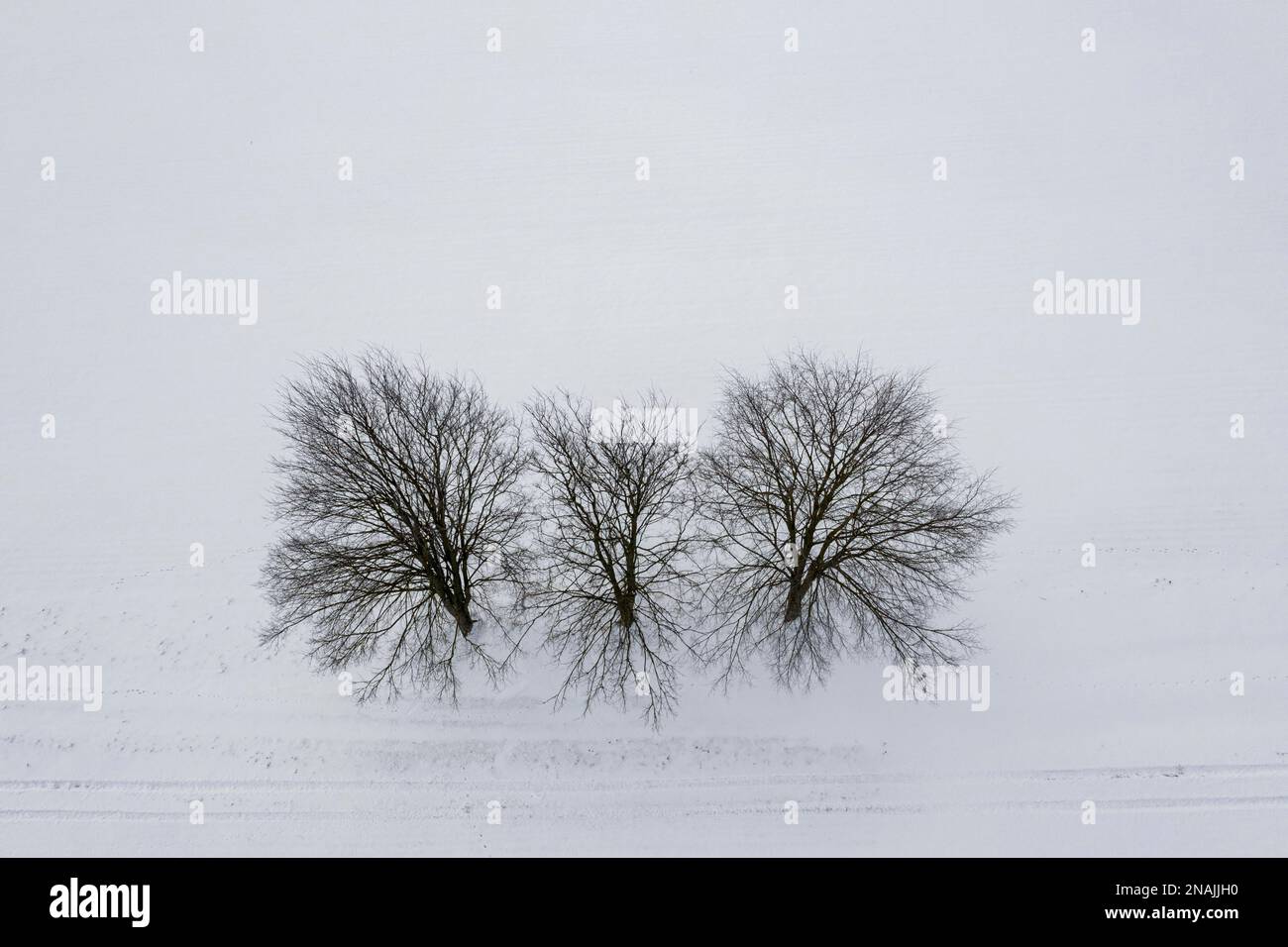 Low isolated trees hi-res stock photography and images - Alamy